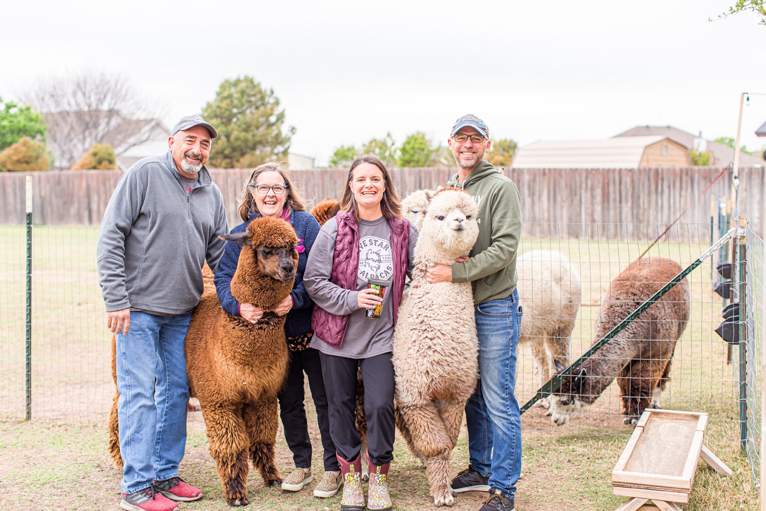 Alpacas in the Big Country: Five Star Alpacas - Abilene Scene