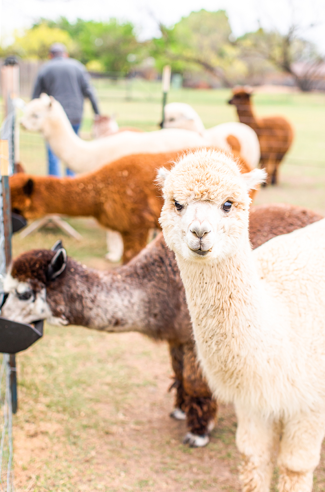 Alpacas in the Big Country: Five Star Alpacas - Abilene Scene