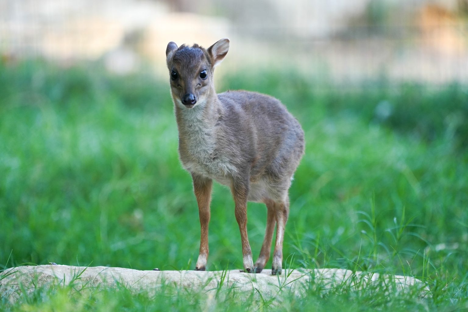 New on the Scene: Shego, Maili & Baby Howler Monkey - Abilene Scene