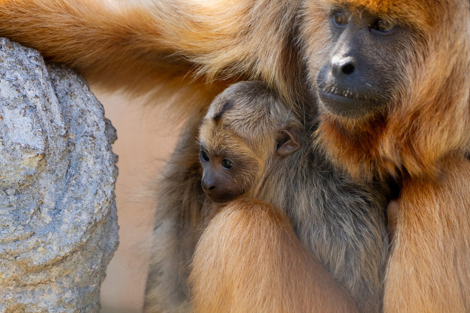 New on the Scene: Shego, Maili & Baby Howler Monkey - Abilene Scene